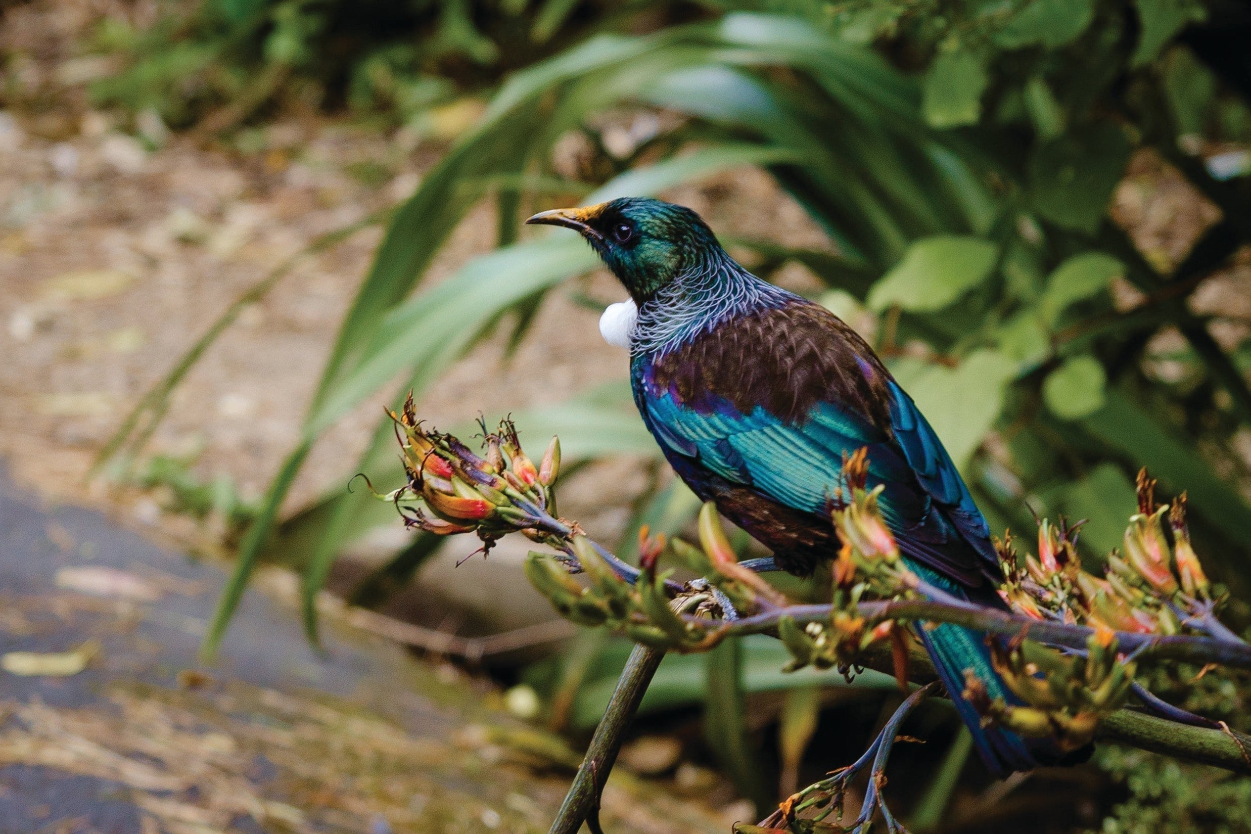 Meet The Tūī: NZ’s Bossiest Native Bird | Spot the Birdie - Topflite NZ