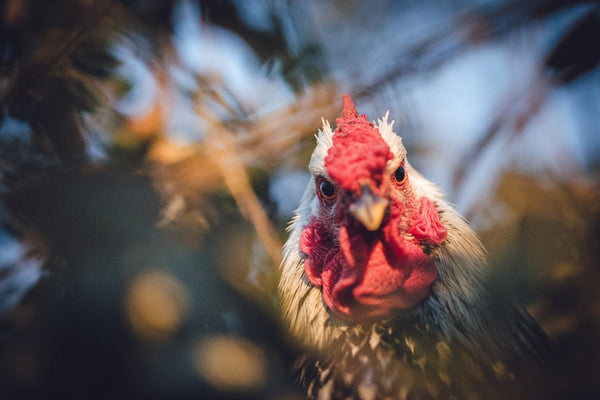What The Bok?! Chicken Language, Explained | Topflite, NZ - Topflite NZ
